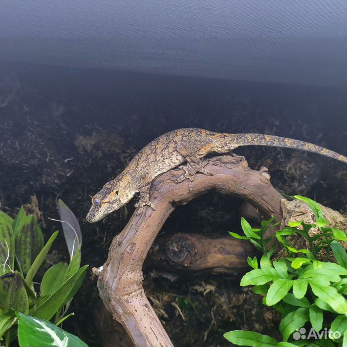 Ушастый бананоед