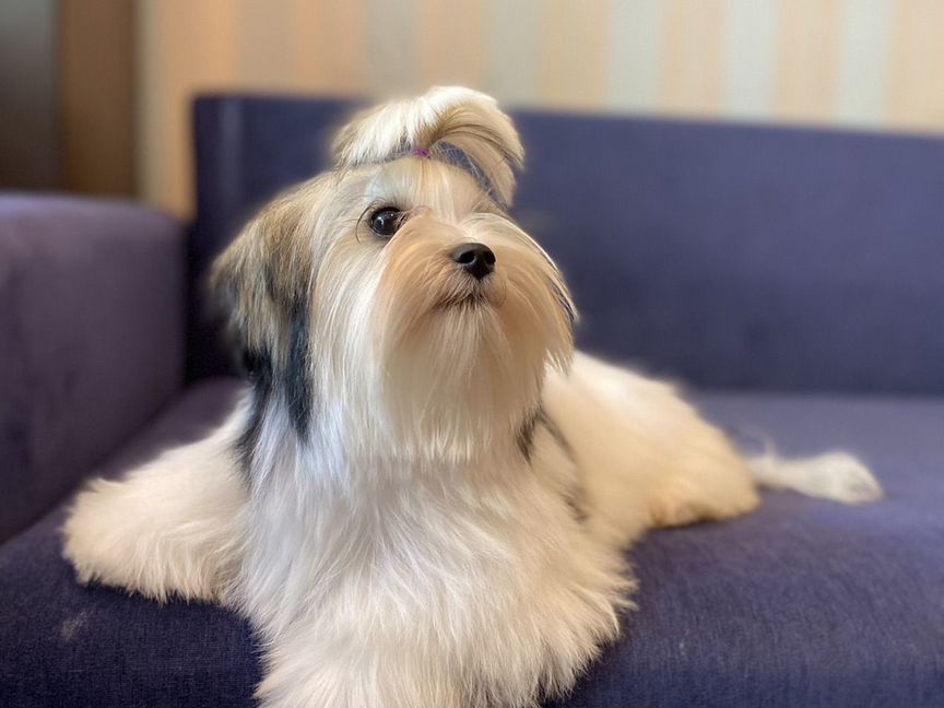 Бивер йорк девочка