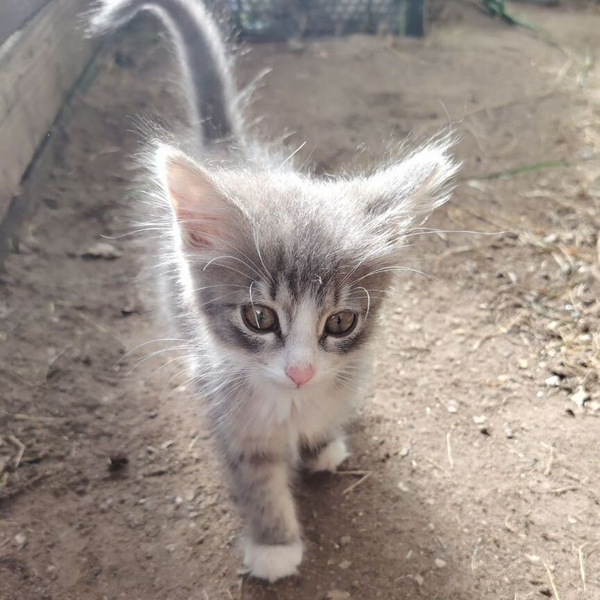 Котёнок