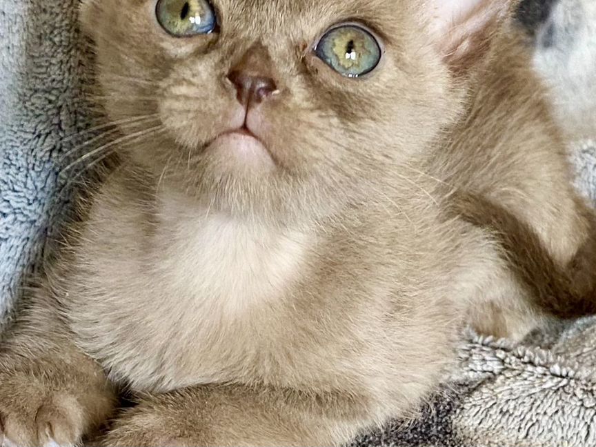 Котята европейской бурмы из питомника