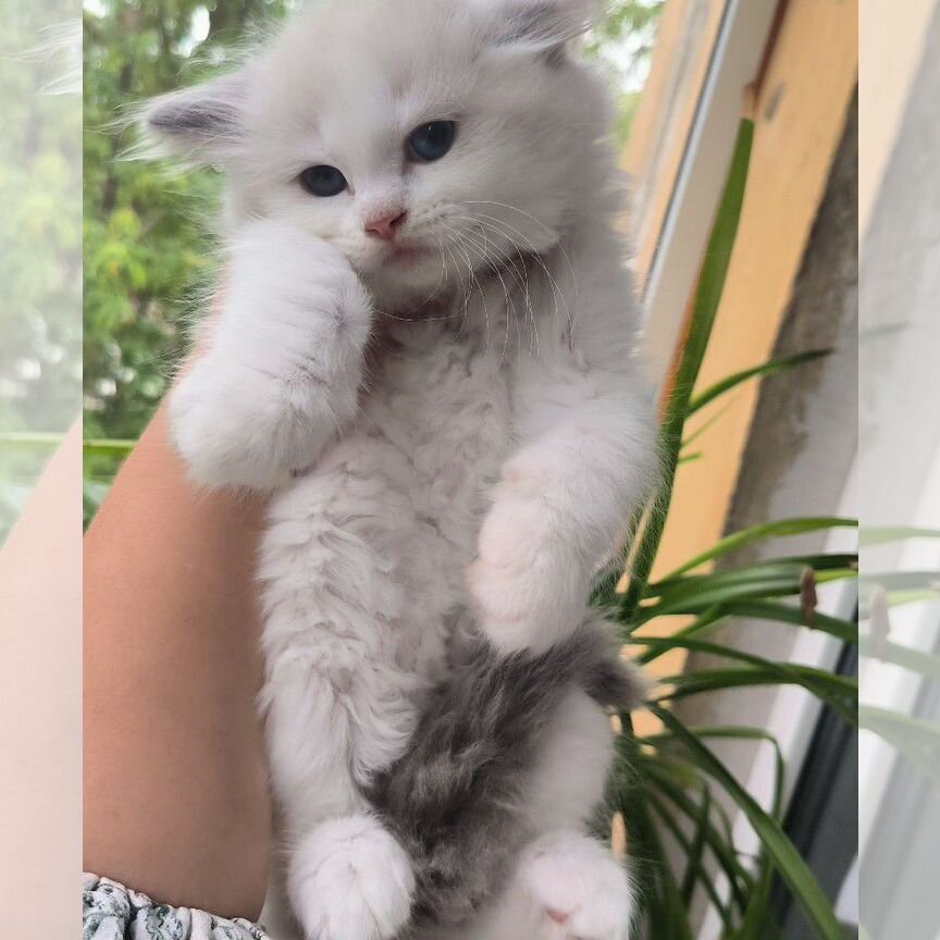 Рэгдолл котёнок