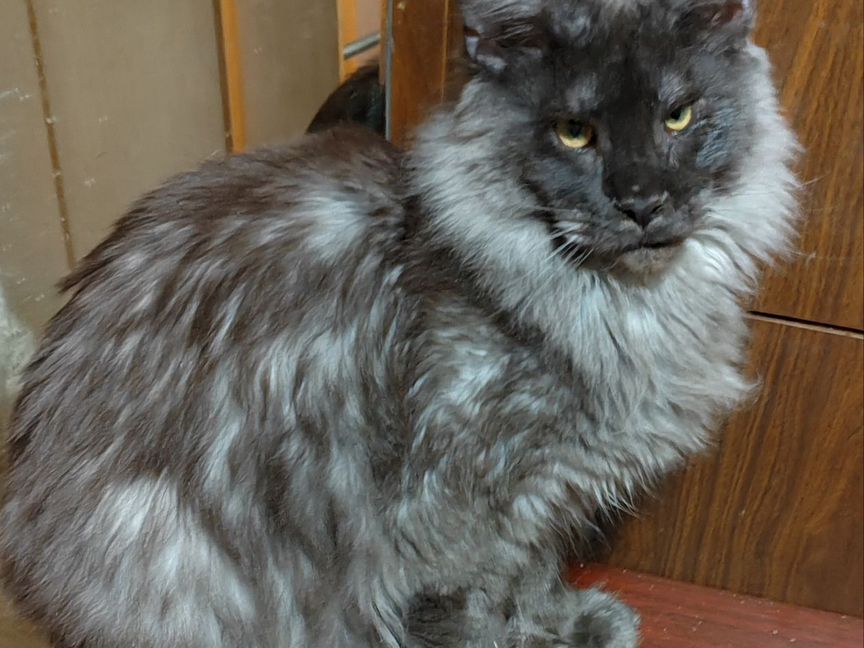 Мейн-кун полидакт