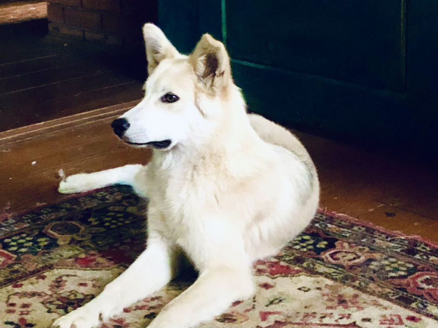 Щенок овчарки и хаски