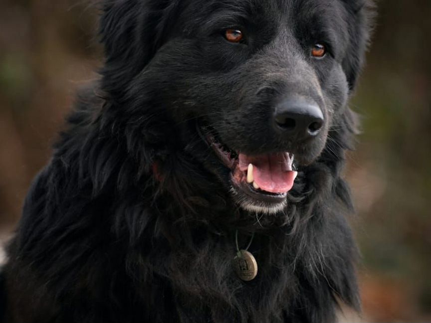 Собака бесплатно