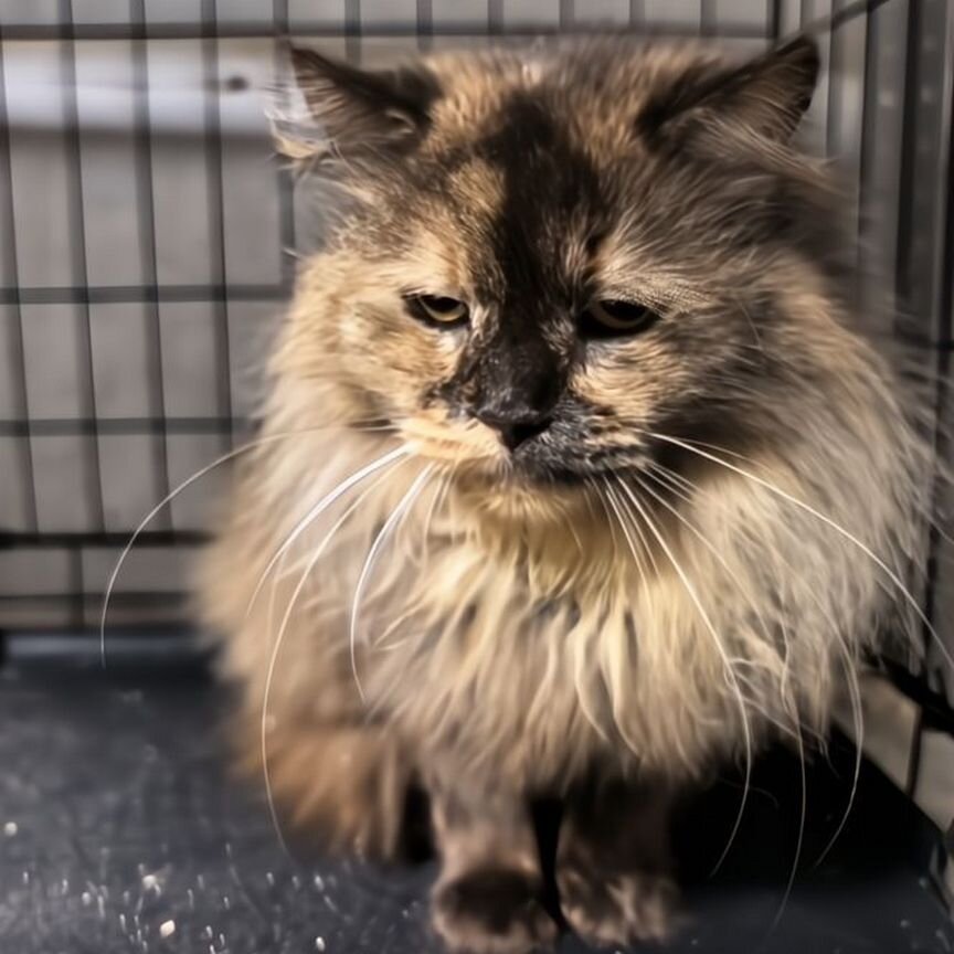 Британская длинношёрстная, взрослая кошка