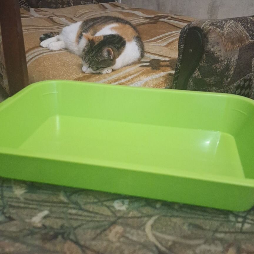 Кошачий лоток