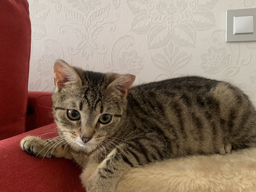 Кошечка Алиса