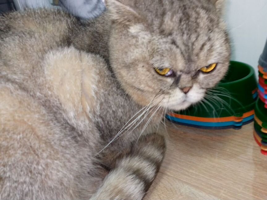 Кошка вислоухая ищет семью