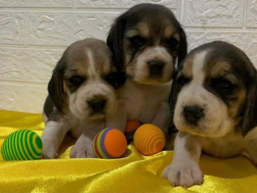 Бигли детки