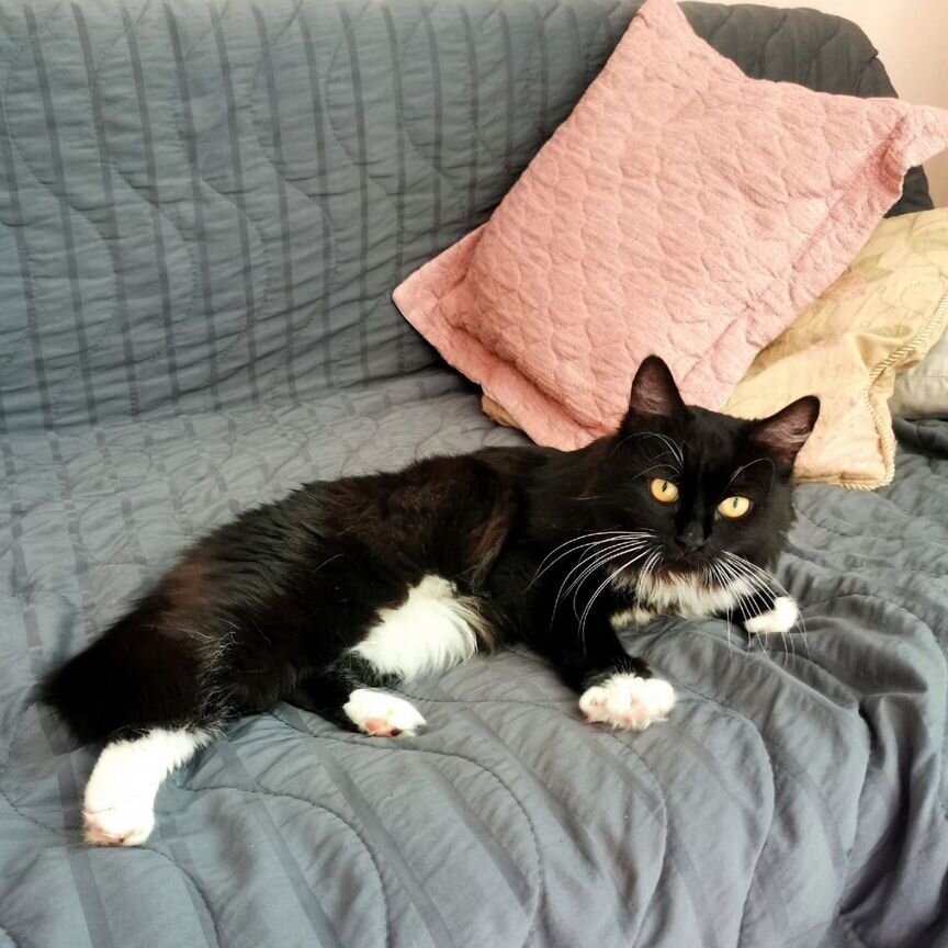 Кошка в дар