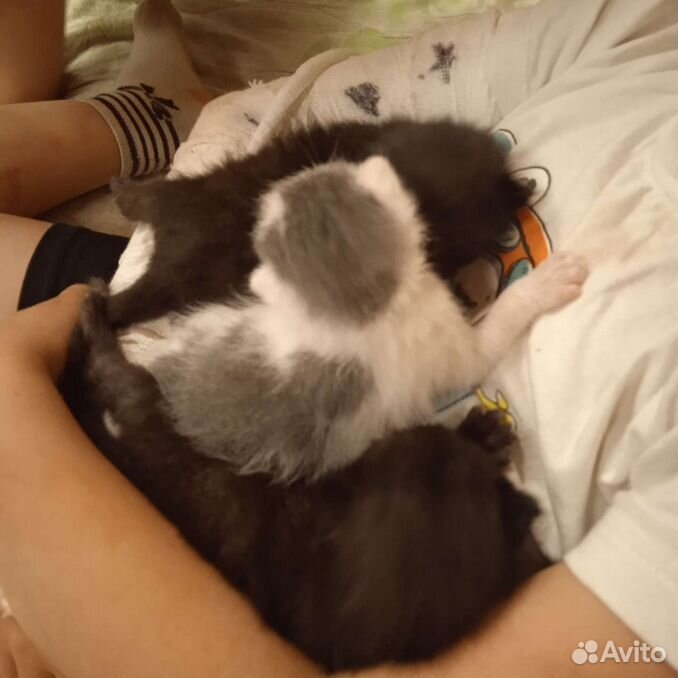 Котята для отшлифовки кармы