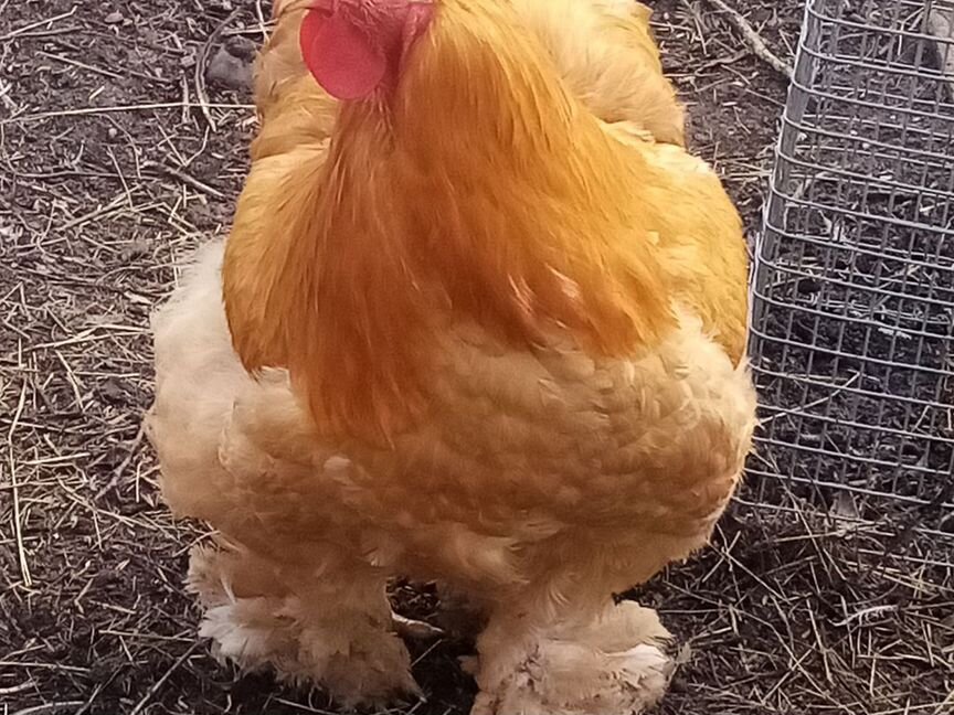 Петушок породы кохин, так же есть брама и другие