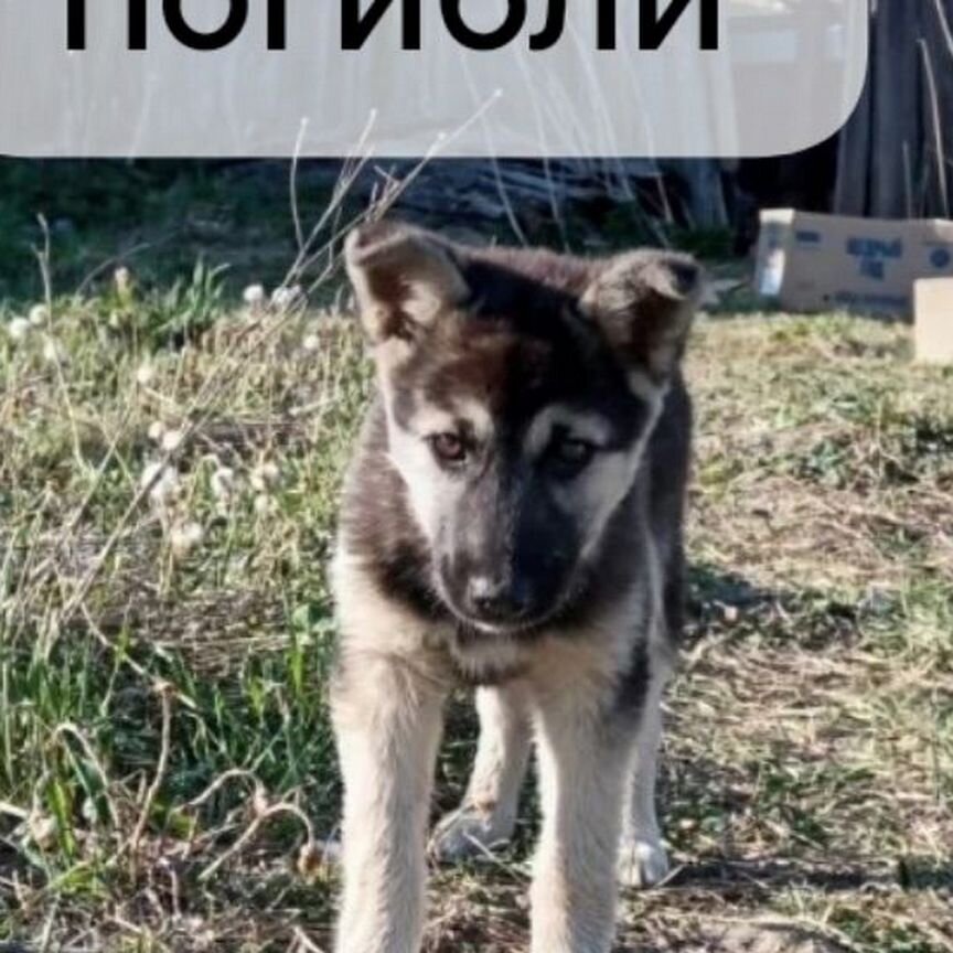 Щенок в добрые руки