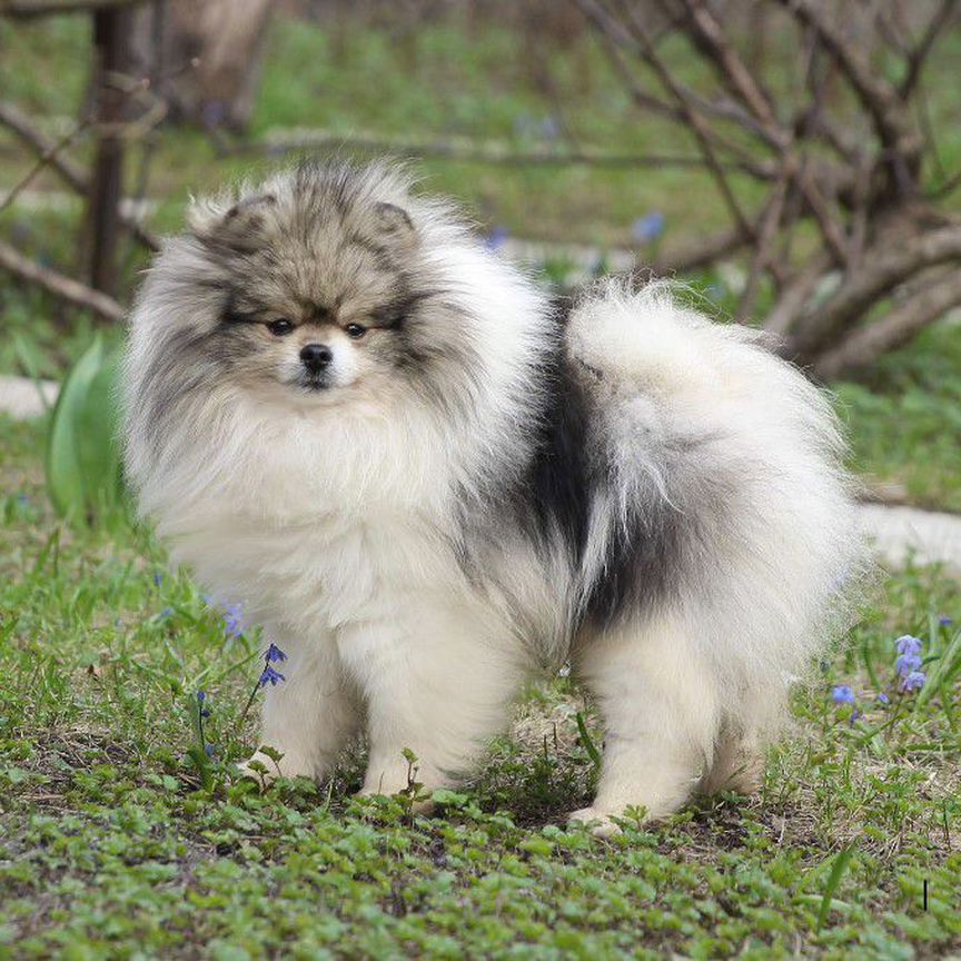 Шпиц, щенок, маленький мальчик