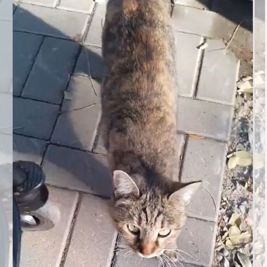 Бездомная кошечка ищет дом