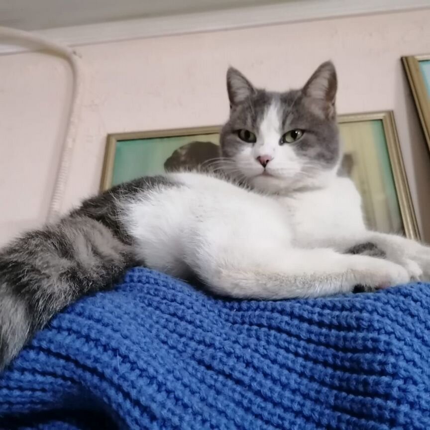 Плюшевая кошка в дар