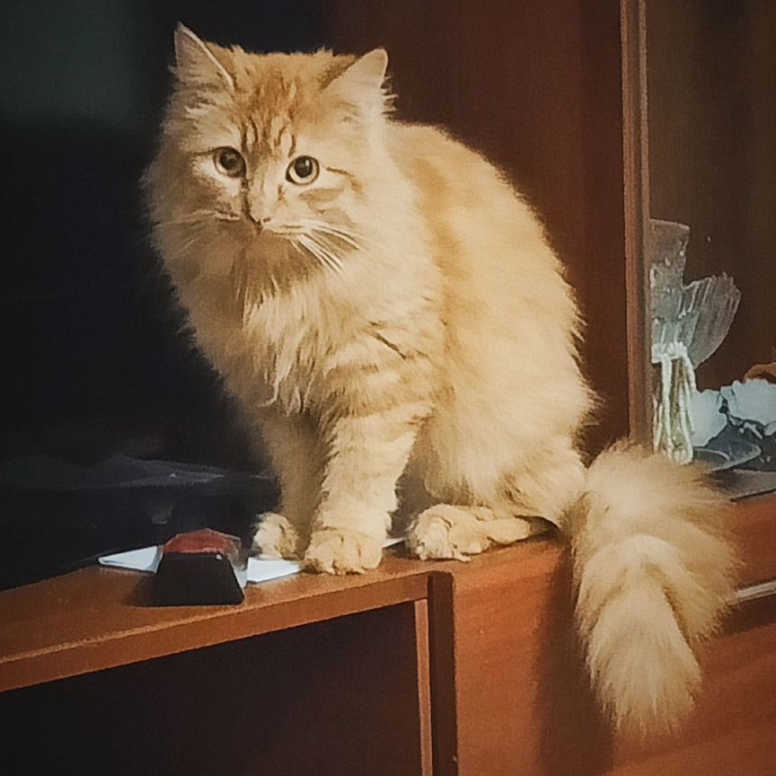 Кошка