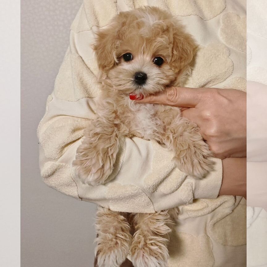 Мальтипу, щенок