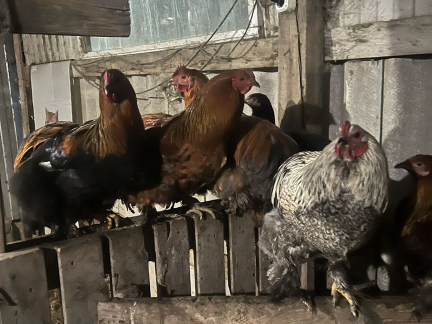 Петухи брама