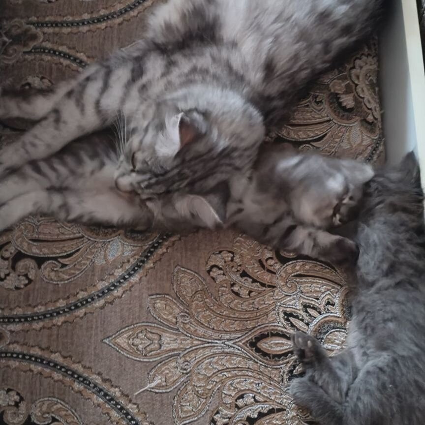 Кошка на случку