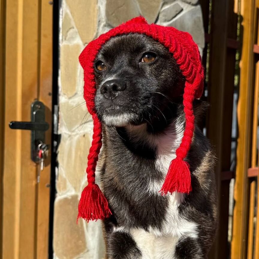 Собака девочка в добрые руки