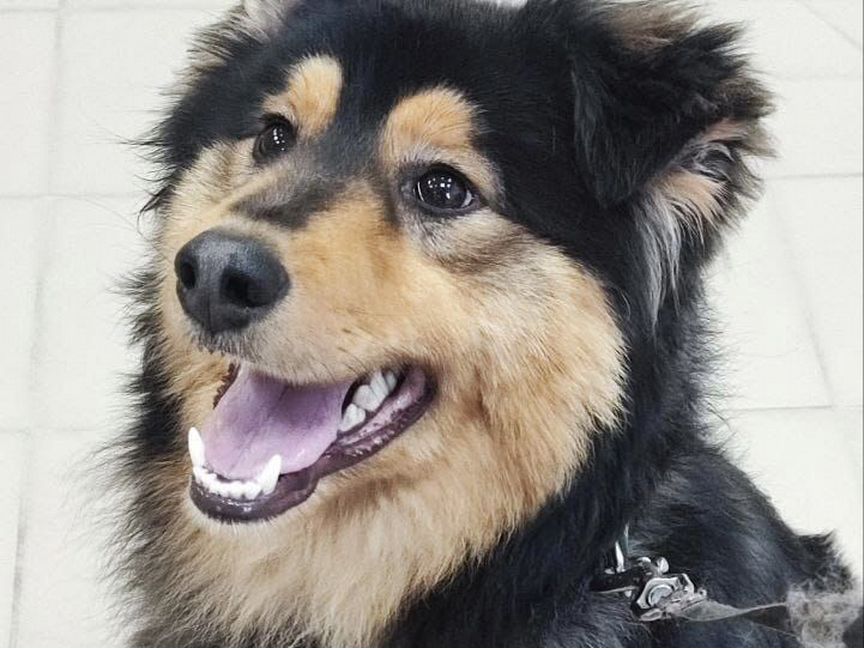 В добрые руки красотулик Юлик