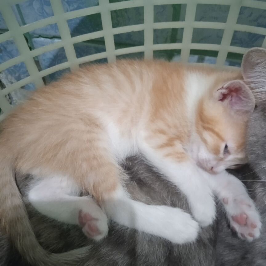 Рыжий котик