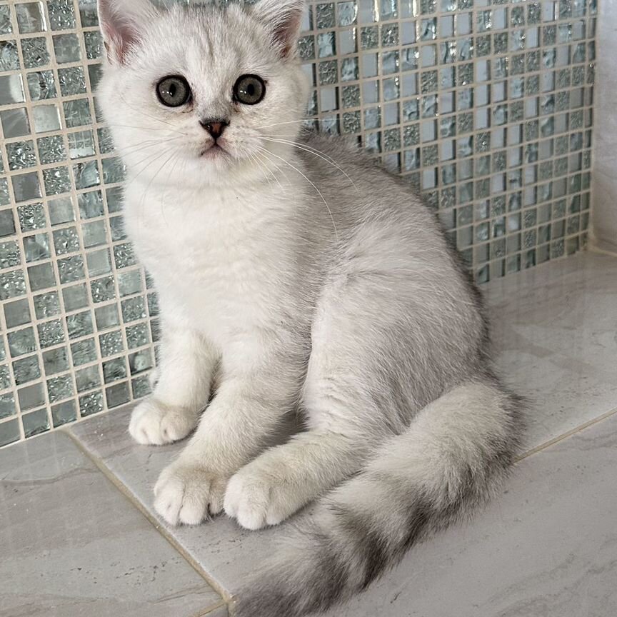 Шотландский прямоухий короткошёрстный котёнок