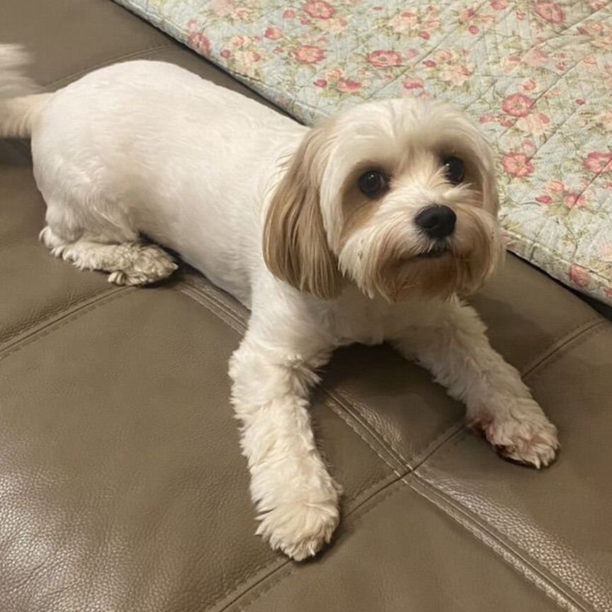 Мальтипу. Мальчик. 5 лет. Очень умный