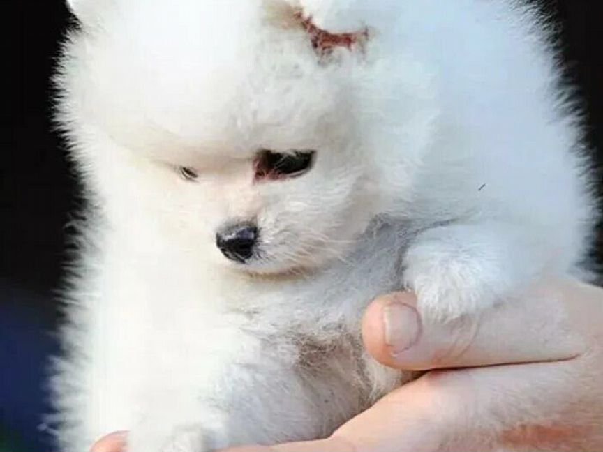 Шпицули шоу класса и просто мини