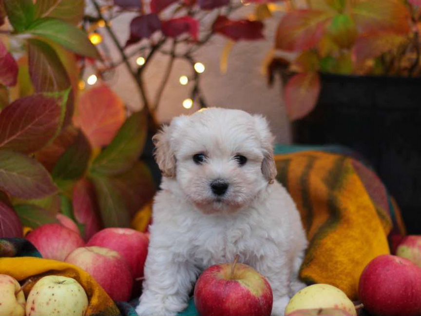 Мальтипу f1 мальчик