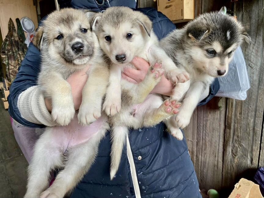 Щенки маламут