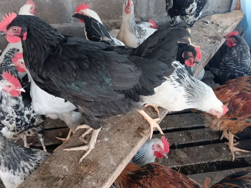 Петухи разных пород молодые