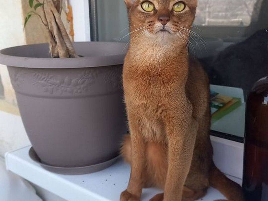Абиссинские котята