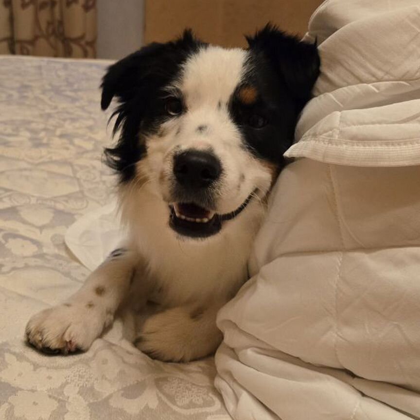 Миниатюрная американская овчарка, щенок