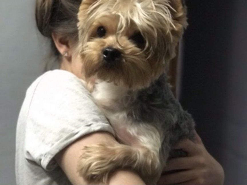 Йоркширский терьер вязка мальчик