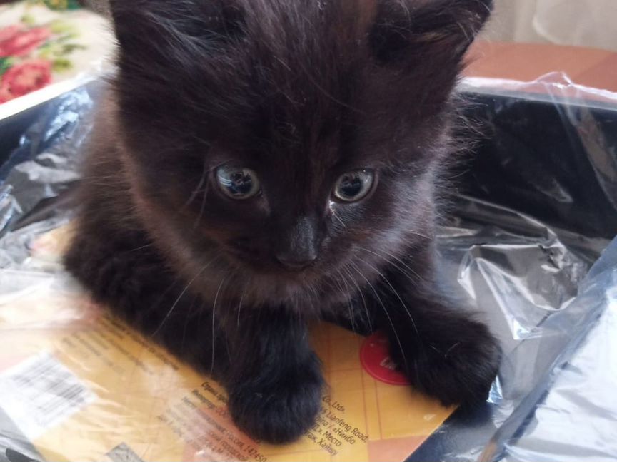 Отдам в добрые руки котят