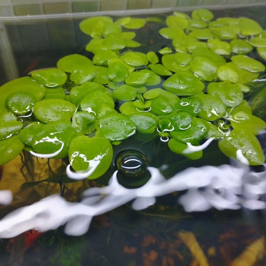 Аквариумное растение