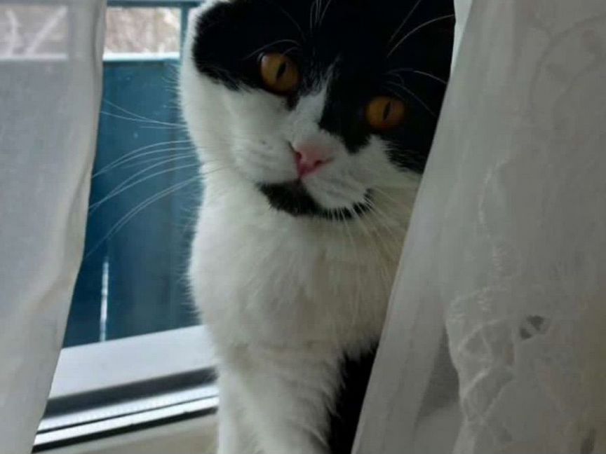 Кошка Матильда