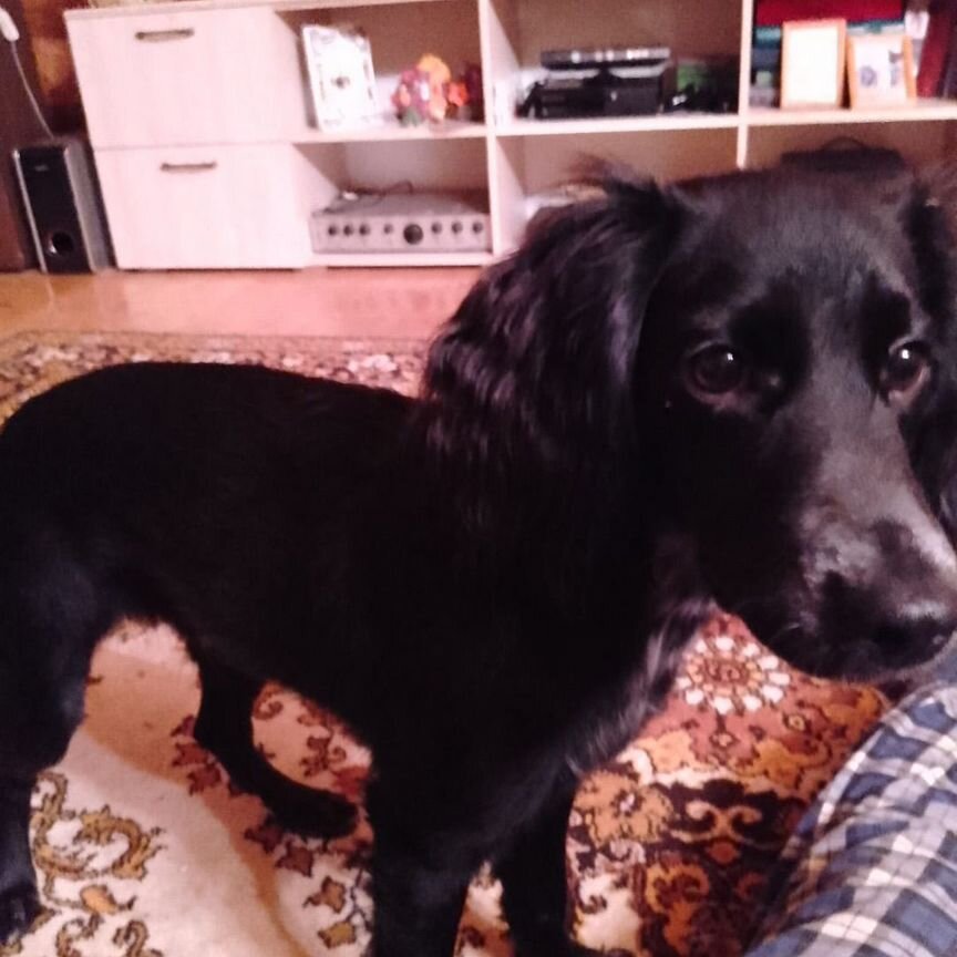 Русский спаниель