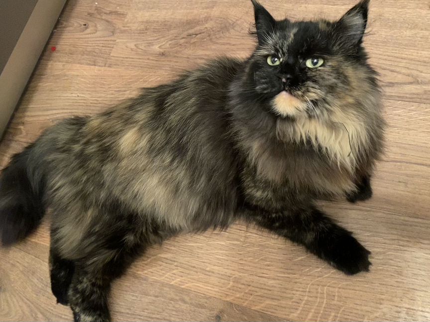 Персидская черепаховая дворовая кошка