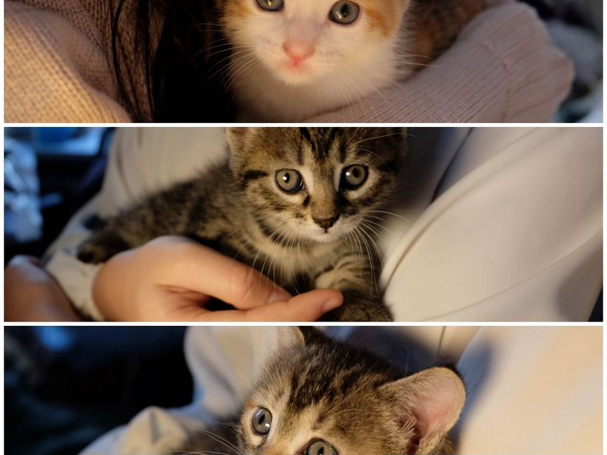 Котята 1месяц