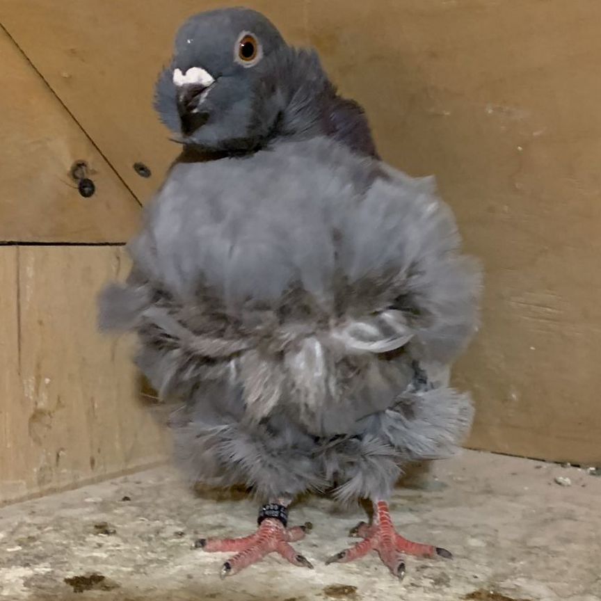 Китайская Чайка голуби