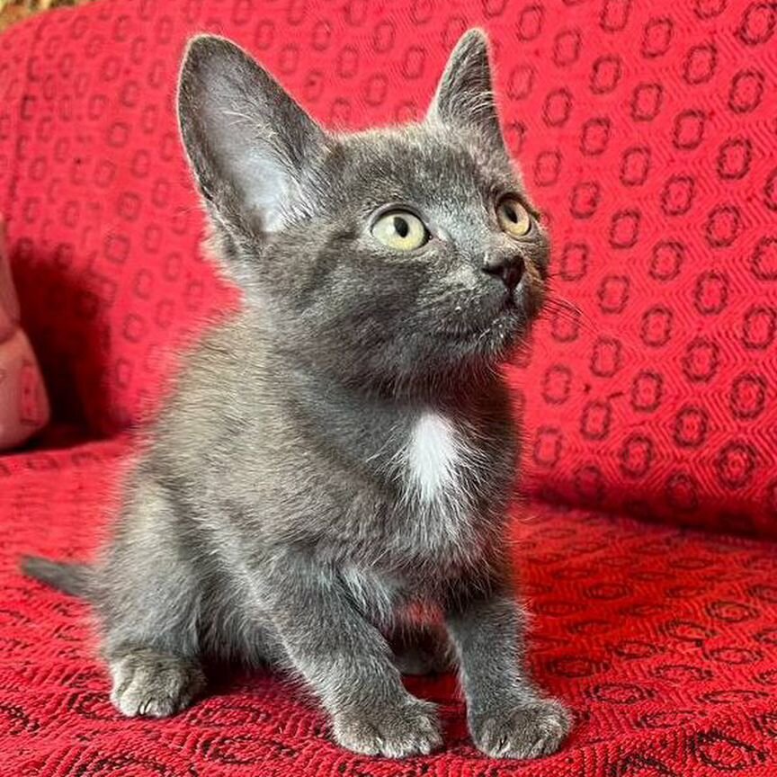 Котенок серенький