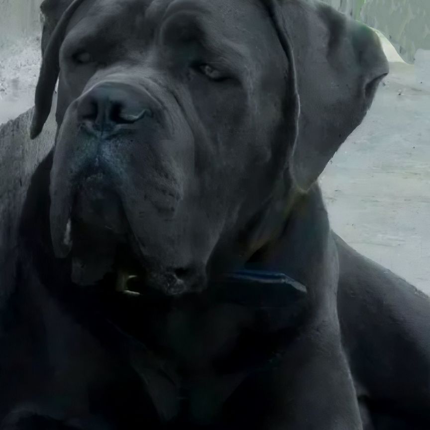 Кане Корсо девочка вязка