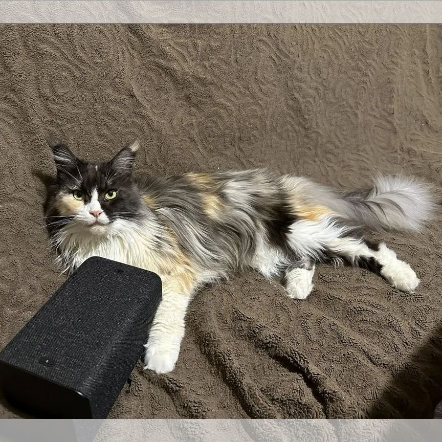 Мейн-кун, взрослая кошка