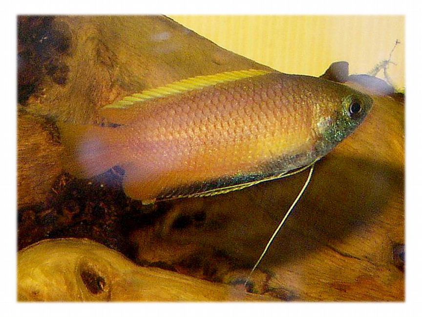 Гурами Медовый (арт 3896)