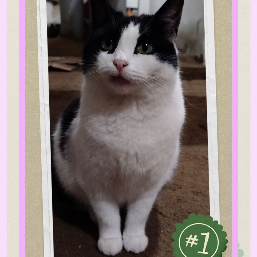 Европейская короткошёрстная кошка, взрослая