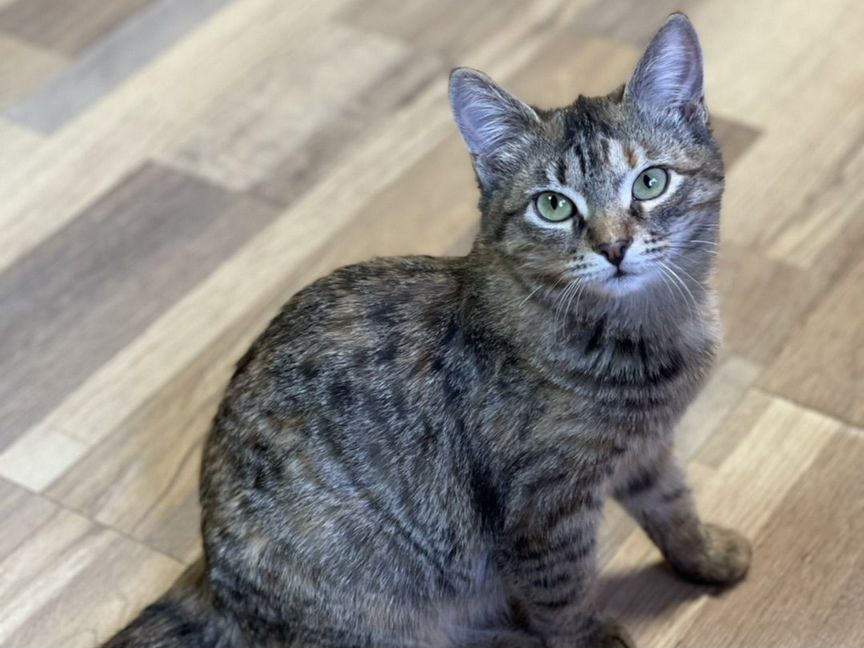 Котенок Ляля ищет дом