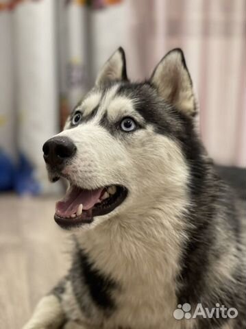 Сибирский хаски